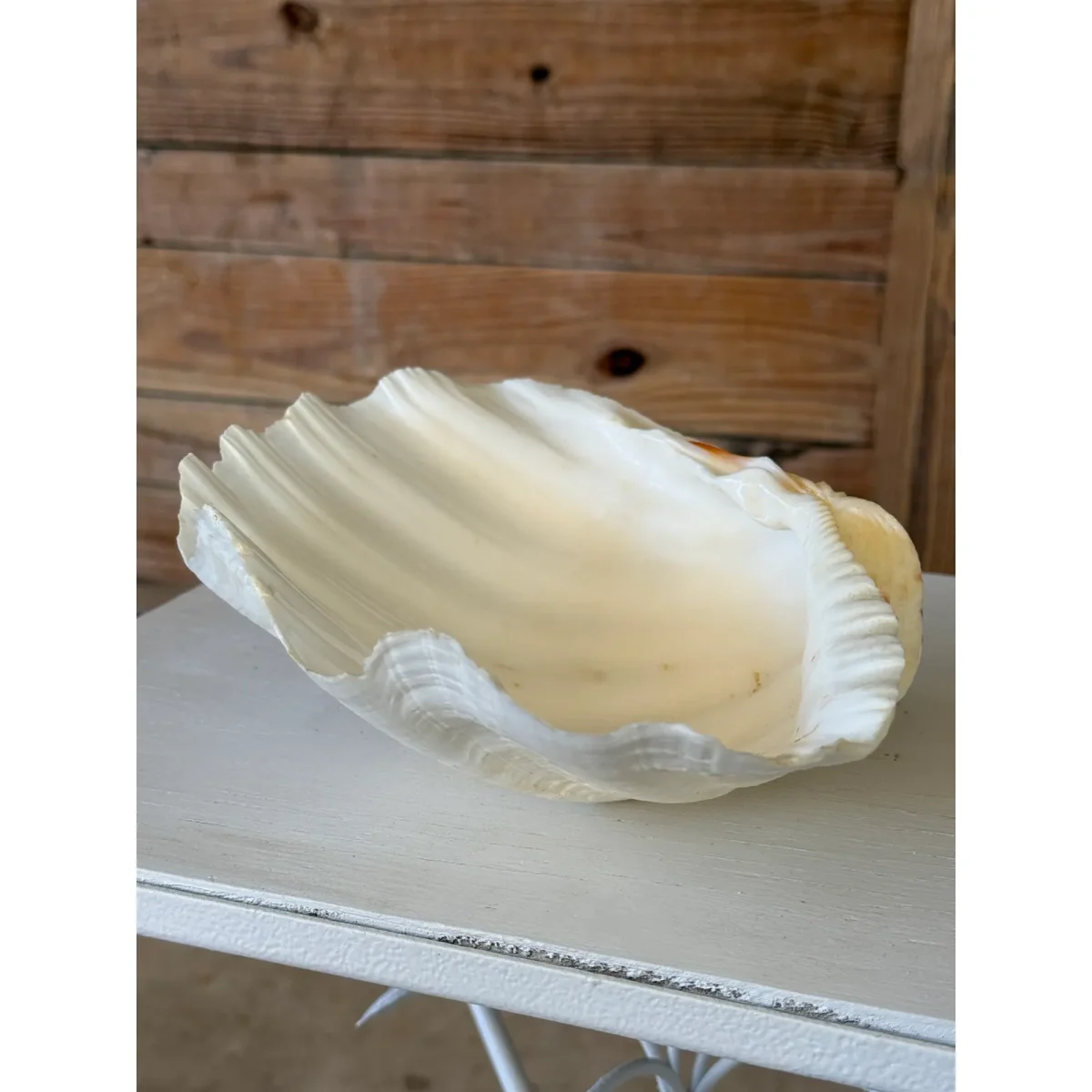 Organic Modern Coastal Clam Shell Vessel | Brittany's Bamboo Barn