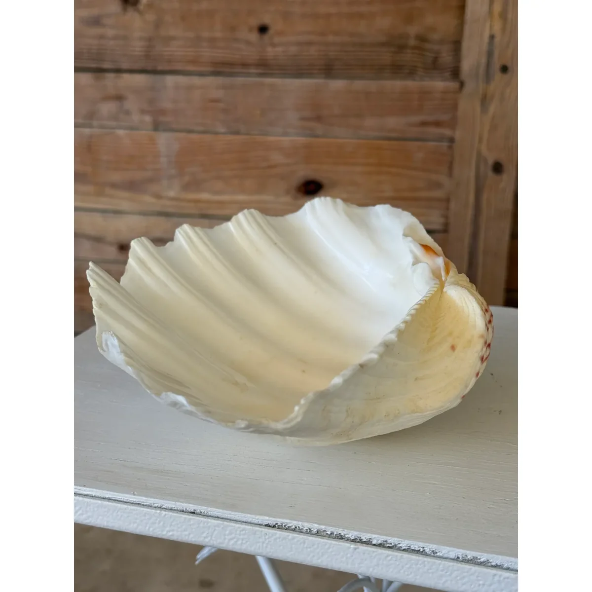 Organic Modern Coastal Clam Shell Vessel | Brittany's Bamboo Barn